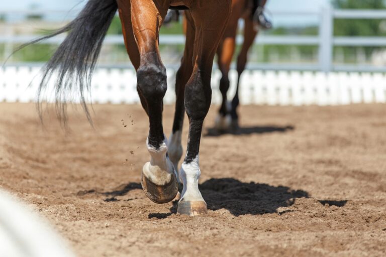 Learn the Standard Sizes of Horse Arenas | GGT Footing